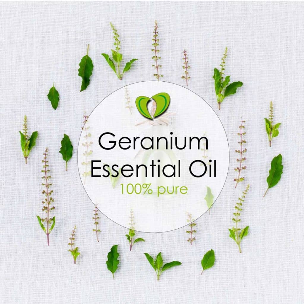 Geranium Essential Oil | Essential Oil Collection By Baliba