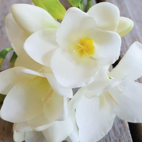 Freesia Aroma Oil at Baliba Aroma OIls, NZ's Best Aroma Collection