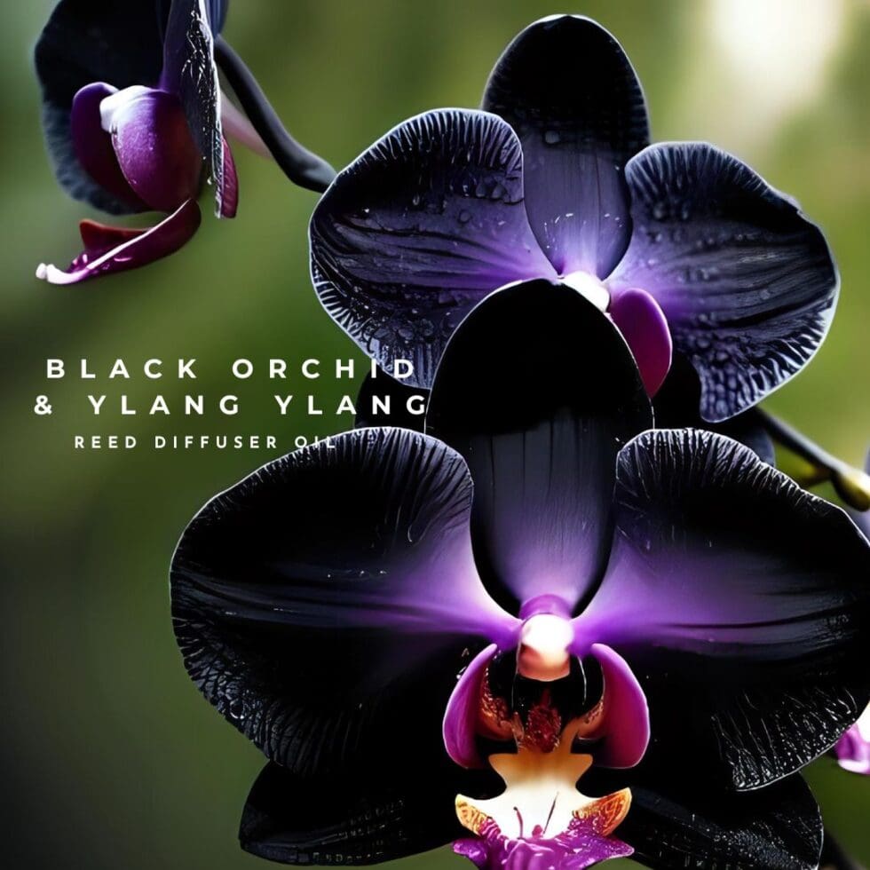 Black Orchid & Ylang Ylang Reed Diffuser Oil | Baliba NZ